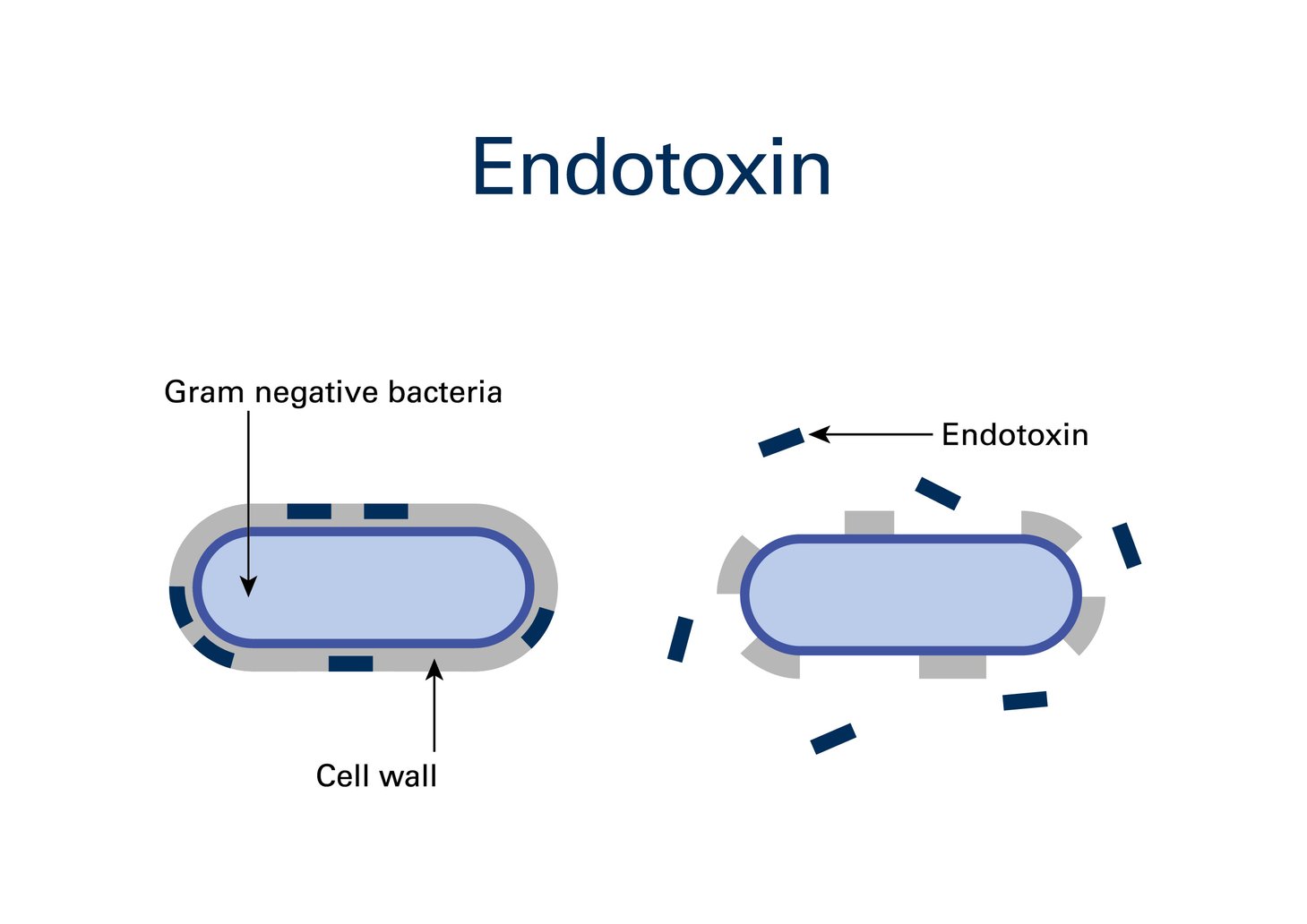 Endotoxin Contamination in Cleanrooms: Sources, Risks, and Strategies ...